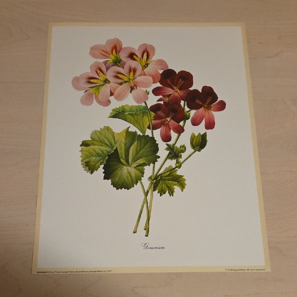 Pierre-Joseph Redoute and Henry Joseph Redoute | Art | Geranium Poster ...